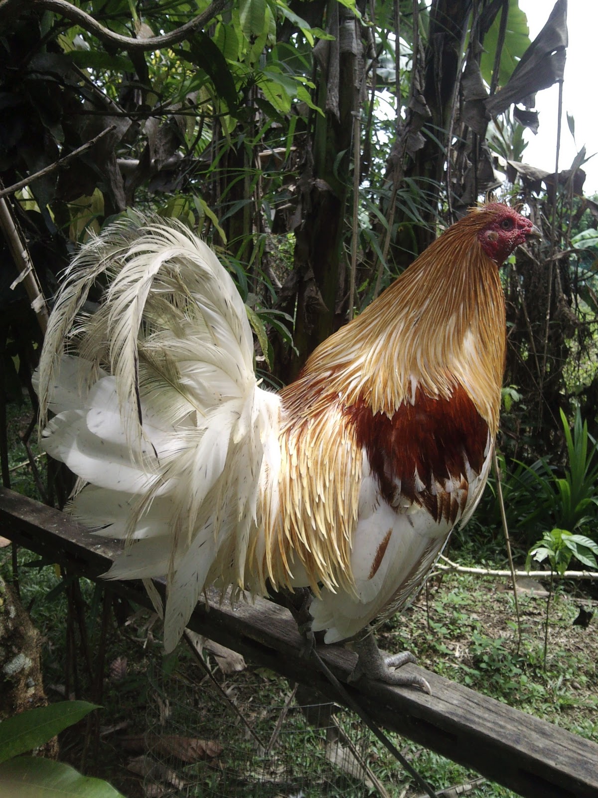 Wb8b@Cirj GameFarm: Final Selection is The Good Bloodline,' ALWAYS'