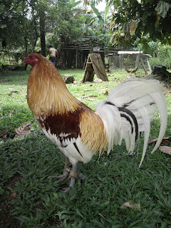 Wb8b@Cirj GameFarm: The son of the Worrior,' ADONG Sabut Gatel'.