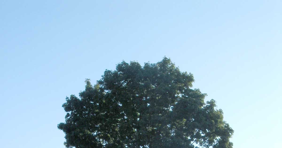 Field Notes: Lion's Tailing