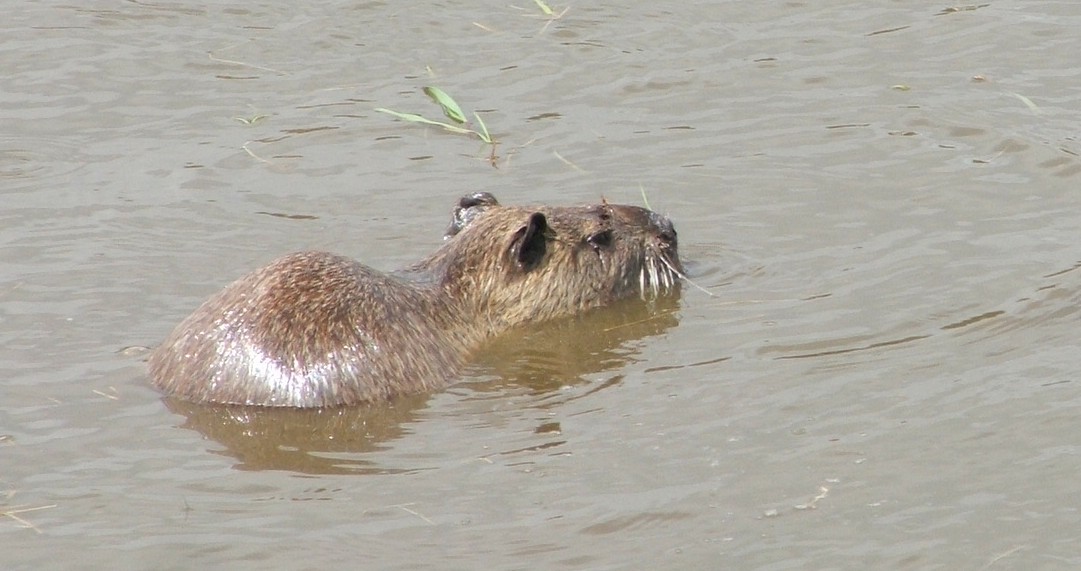 Arteiro: O Ratão(nutria)