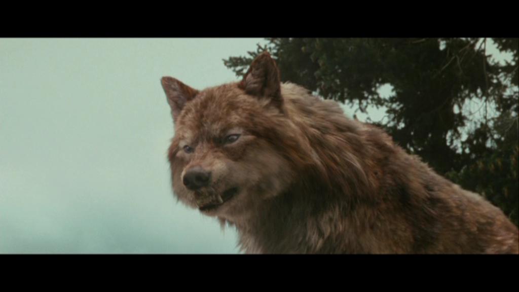 Taliesin meets the vampires: First Impressions: The Twilight Saga: New Moon