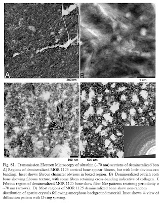 PALAEOBLOG: T. rex Protein Sequenced