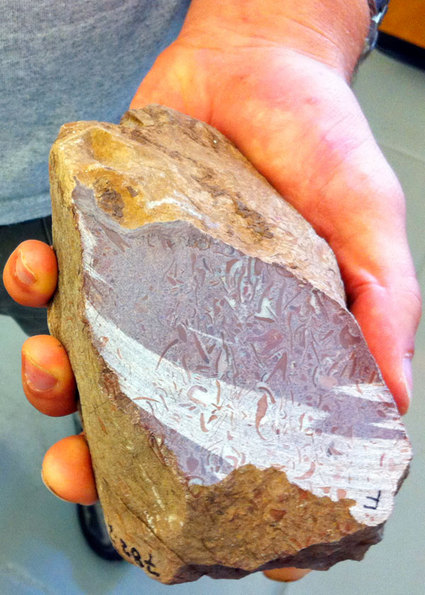 PALAEOBLOG: Earth's Oldest Animal?