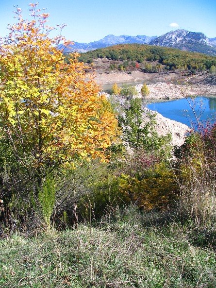 Naturaleza y Medio Ambiente: Serbal de cazadores