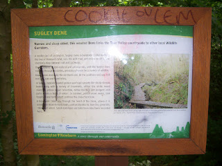 Photographs Of Newcastle: Sugley Dene