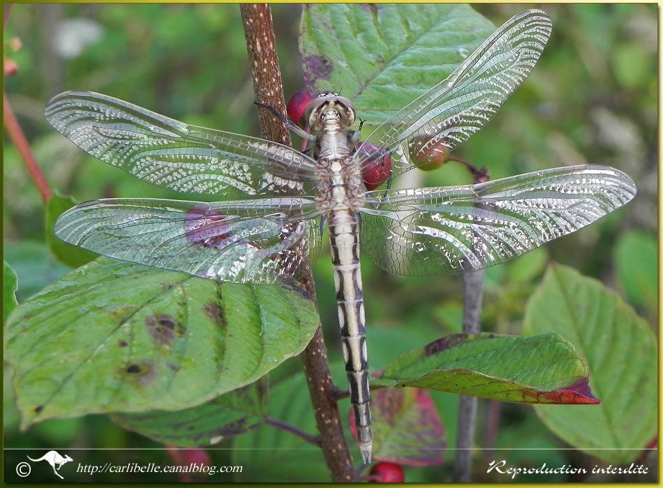 AeshNature: ODONATA - France