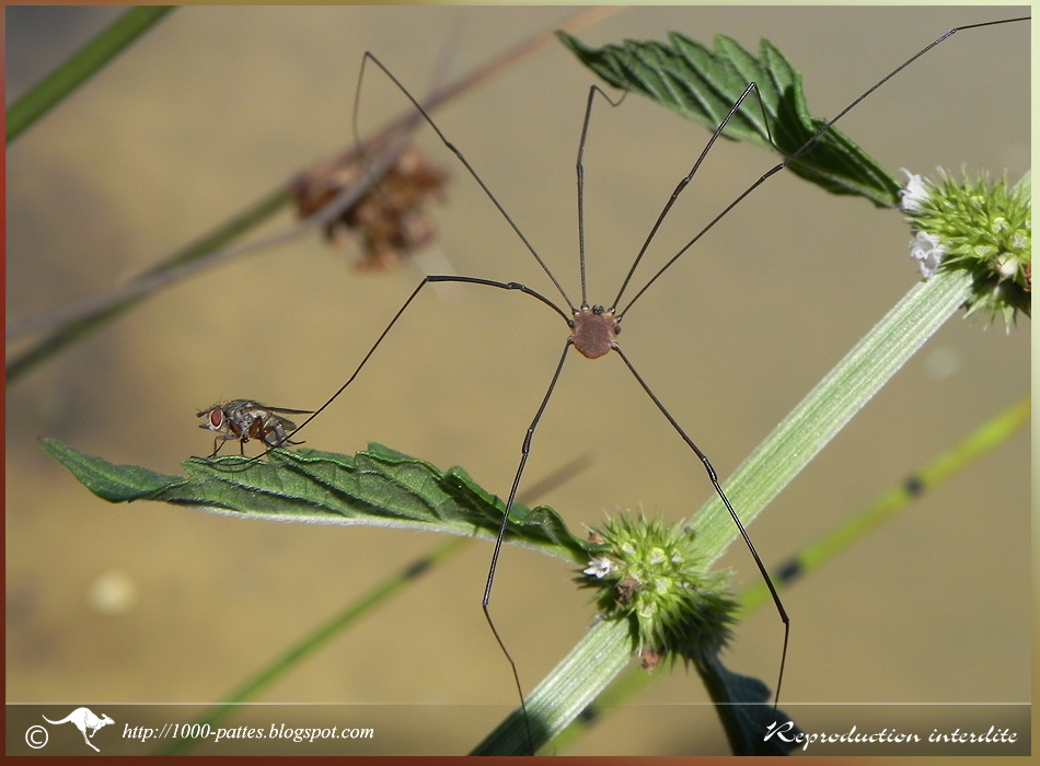 WILDLIFE GATEWAY: L'Opilion