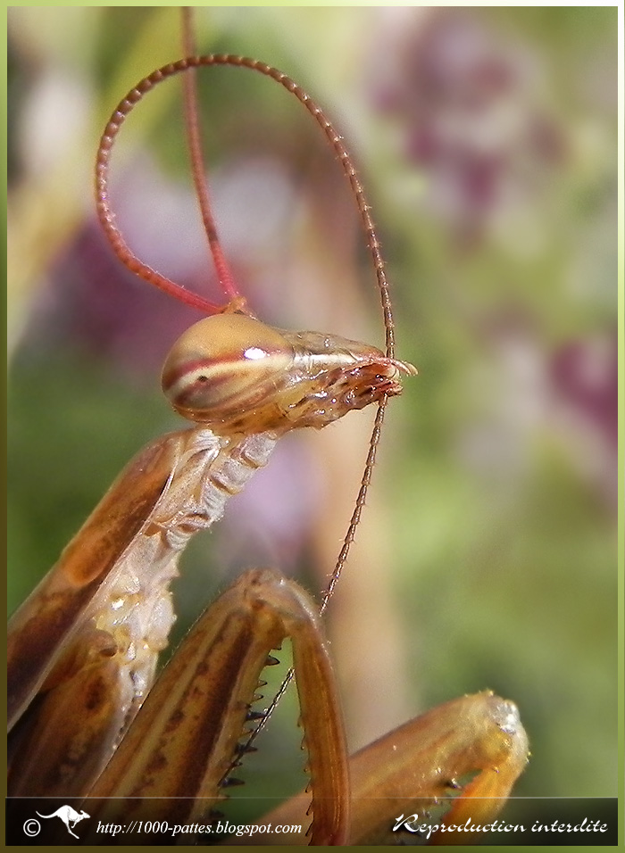 WILDLIFE GATEWAY: Une mante brune!