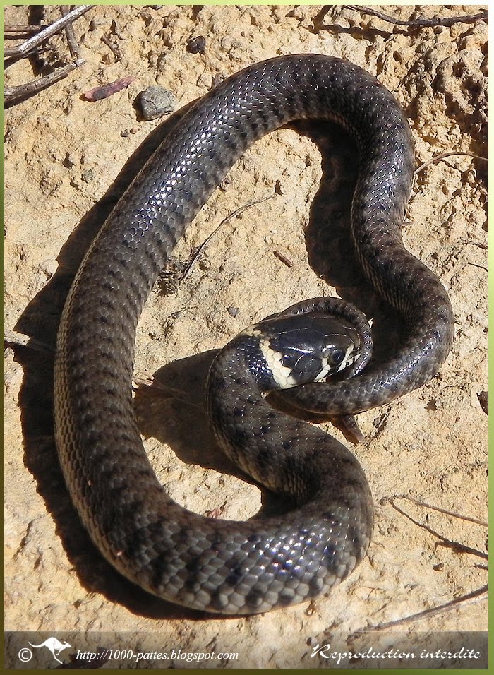 WILDLIFE GATEWAY: La Couleuvre à collier