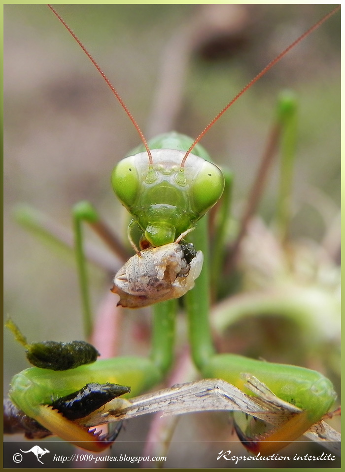 WILDLIFE GATEWAY: Mante religieuse