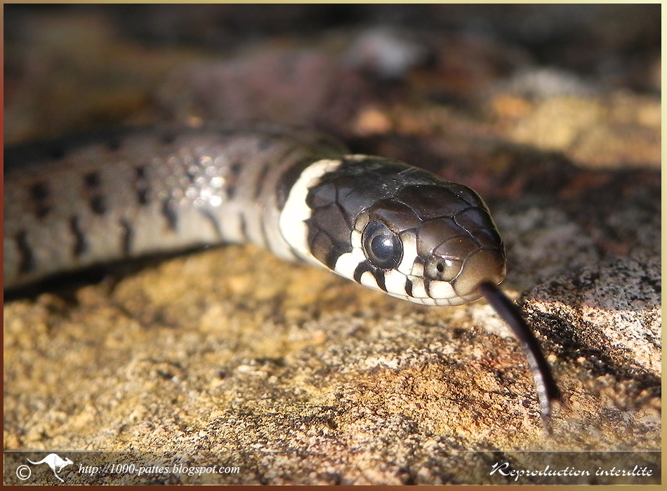 WILDLIFE GATEWAY: Couleuvre à collier, portraits