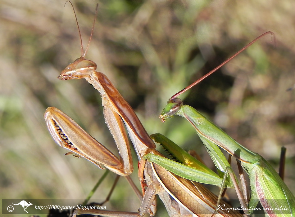 WILDLIFE GATEWAY: Mantes religieuses, suite de l'accouplement!