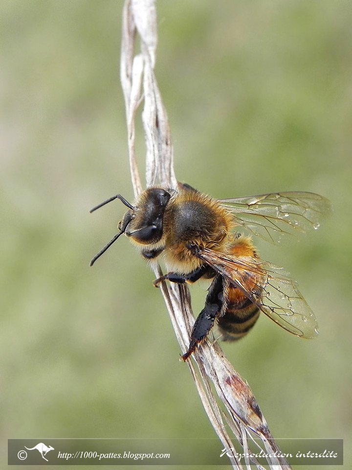 WILDLIFE GATEWAY: Une autre histoire d'abeille