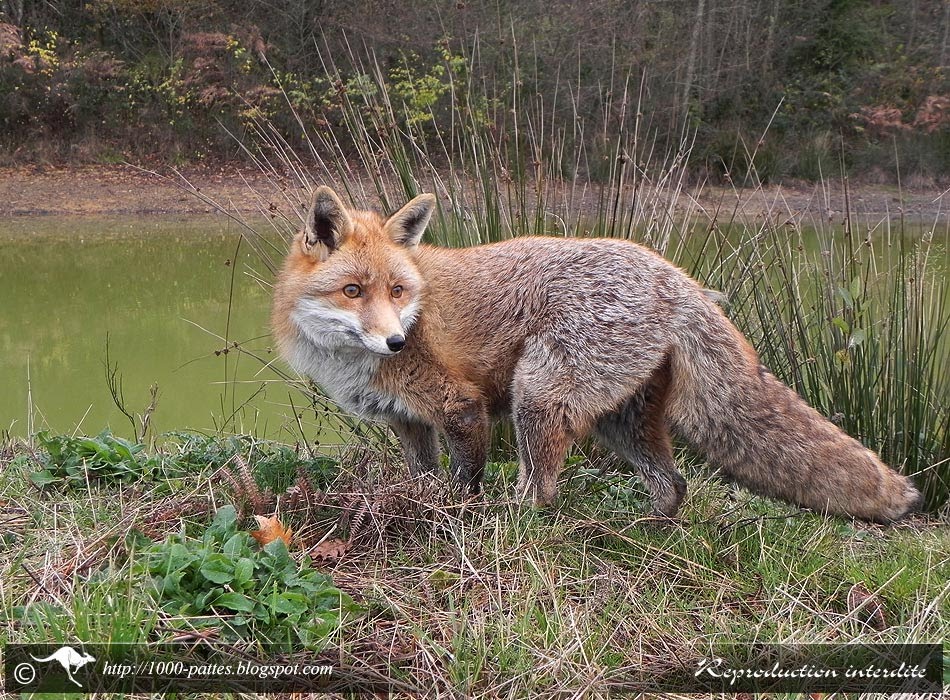 WILDLIFE GATEWAY: Goupil, la renarde - 03