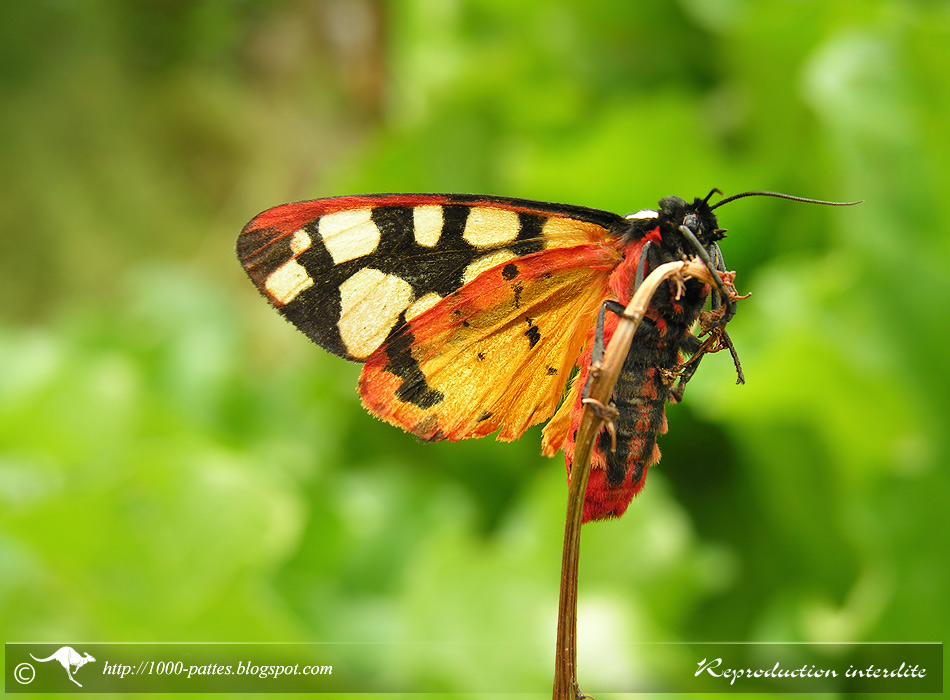 WILDLIFE GATEWAY: Les variations de l'Ecaille fermière!