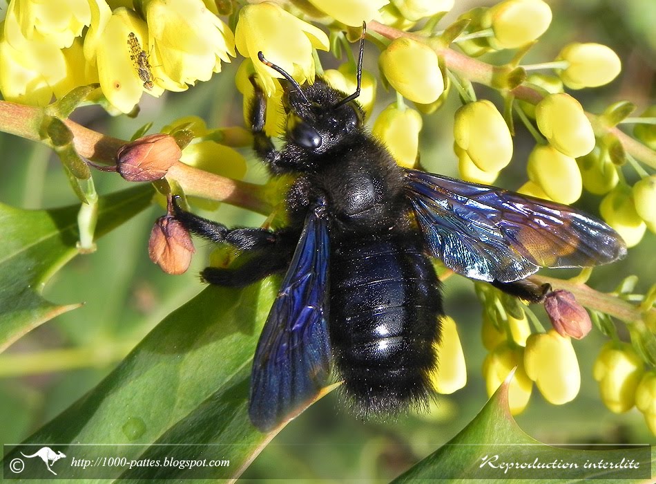 WILDLIFE GATEWAY: Xylocope Violacé