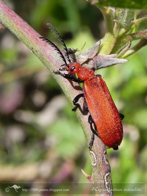 WILDLIFE GATEWAY: Pyrochre serraticornis