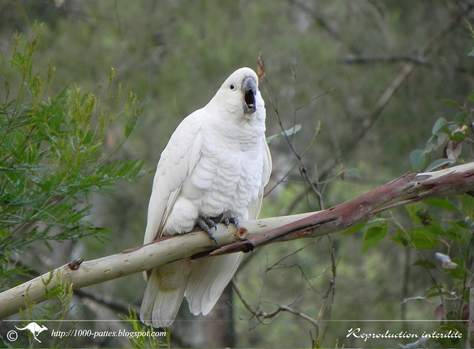WILDLIFE GATEWAY: Le Cacatoès à crête jaune