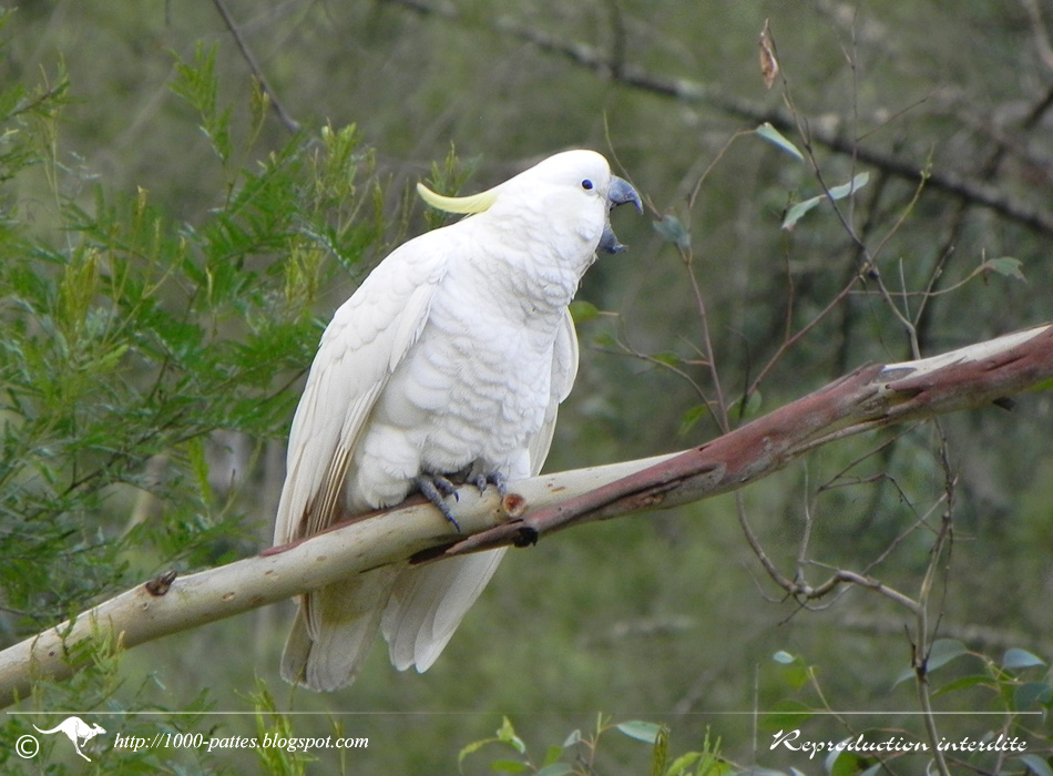 WILDLIFE GATEWAY: Le Cacatoès à crête jaune