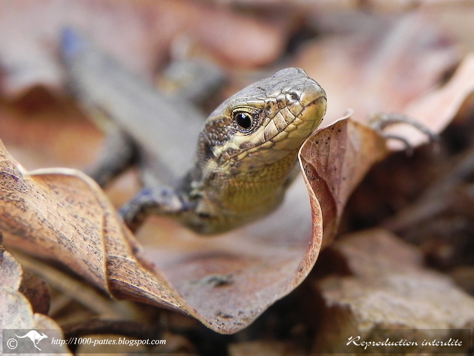 WILDLIFE GATEWAY: Petit lézard des murailles....