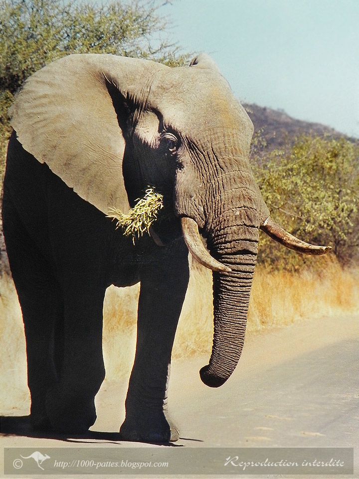 WILDLIFE GATEWAY: L'élephant africain