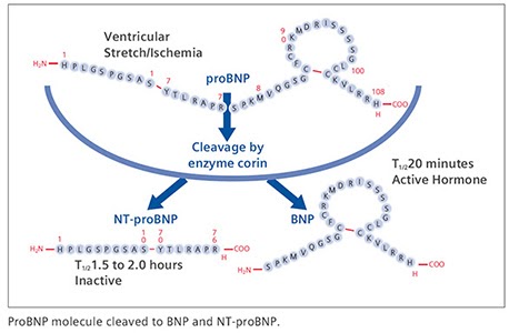Phimaimedicine: 808. N-terminal proBNP in heart failure