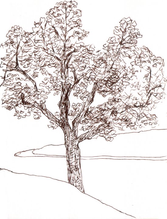 Orange explains it all: tree sketches
