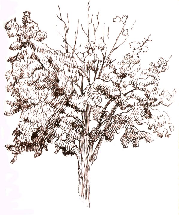 Orange explains it all: tree sketches
