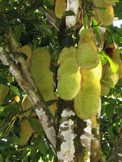 Dusun Buah-buahan Kampung Bandar, Baling