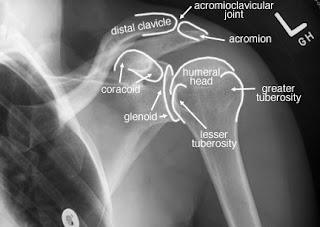 Radiology Images: SHOULDER -NORMAL ANATOMY