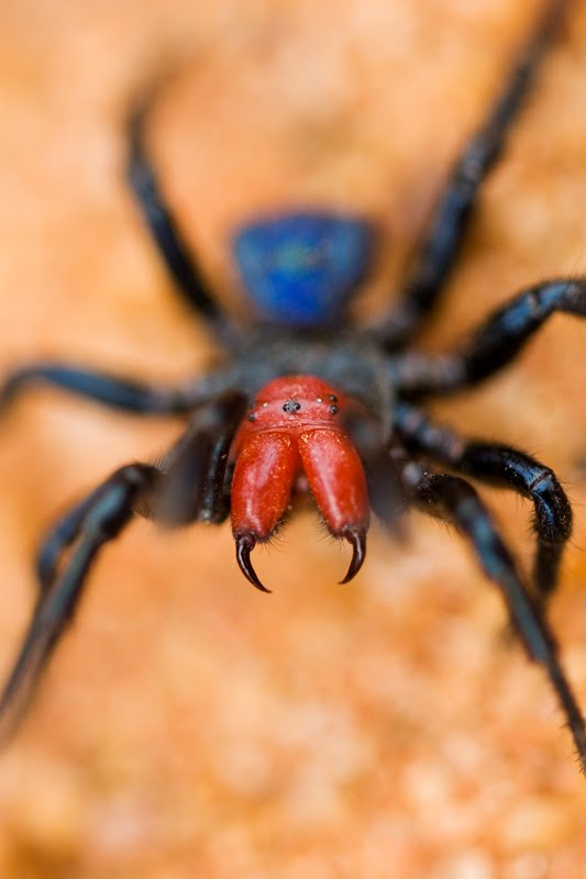 Scott Bauer: Mouse Spider