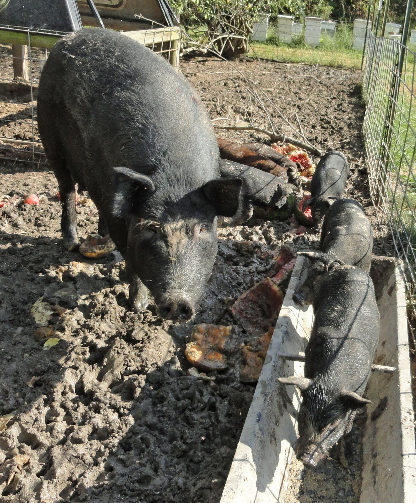 Mustang Dreams....: Visit to Walk-About Acres.....