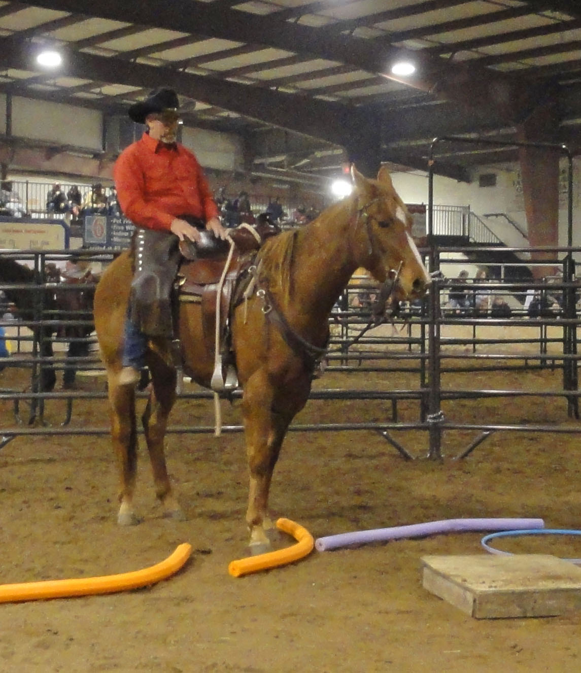 Mustang Dreams....: Missouri Equine Horse Celebration in Columbia, MO