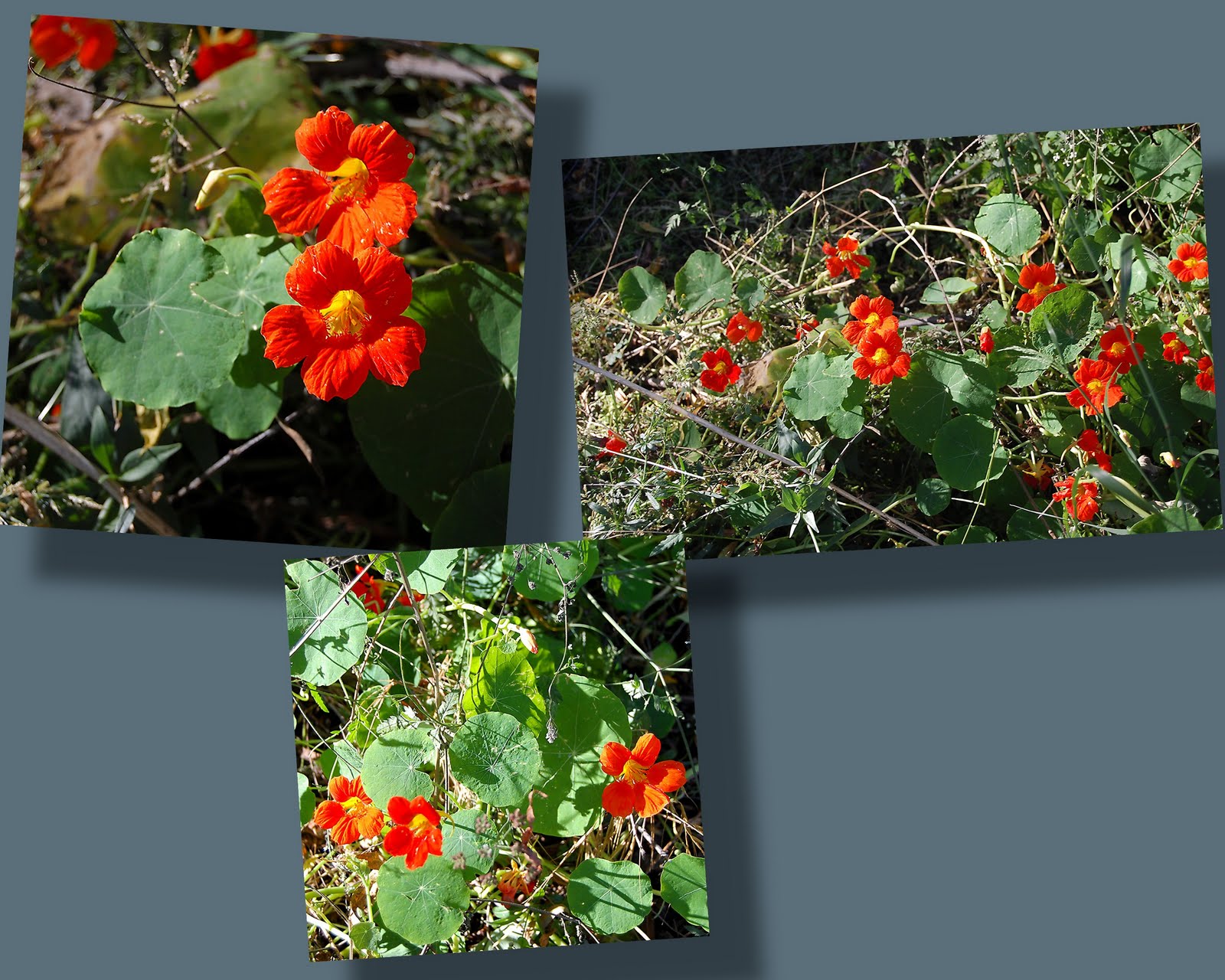 Recollections of a Vagabonde: A walkabout through the South Coast ...