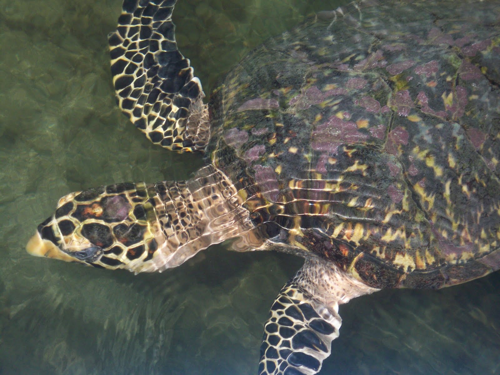 Barro Colorado Island research experience for teachers: Punta Galeta