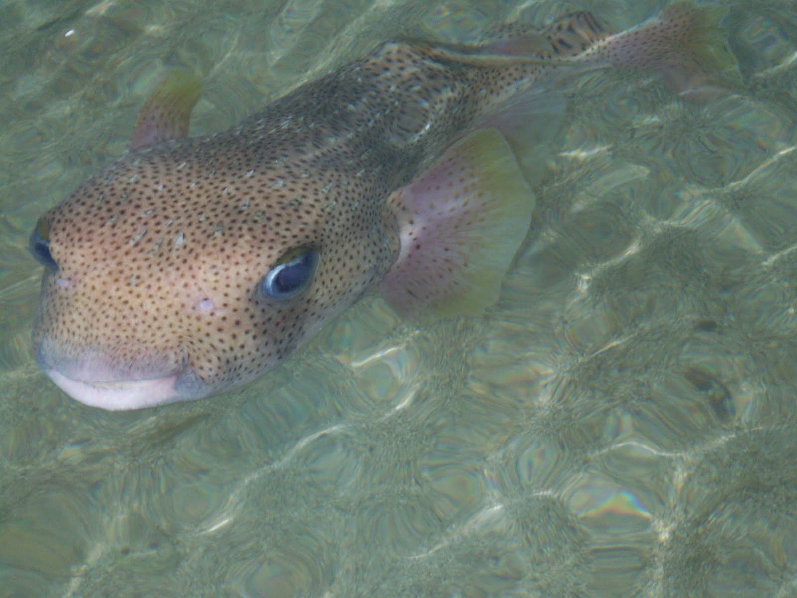 Barro Colorado Island research experience for teachers: Punta Galeta