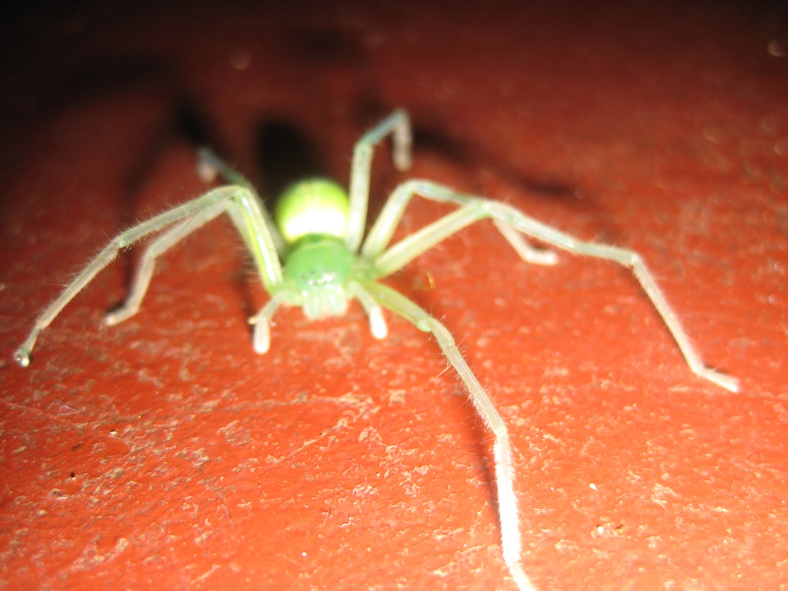 S.M.R.: Really, really gross spiders -- they live just at the level of ...