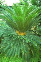 Sago Palm - CHILLAPPLE Group International hobbies pets,dogs,cats,fish ...