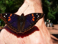 Someone Else's Perspective: Butterfly Bites