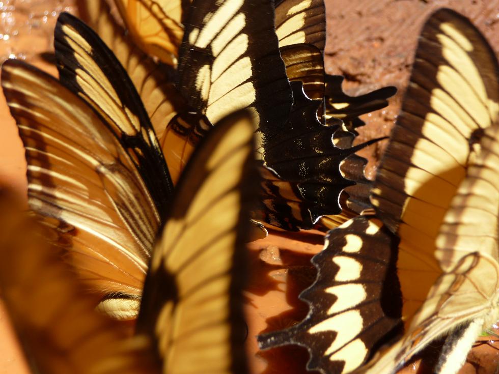 Someone Else's Perspective: Butterfly Bites