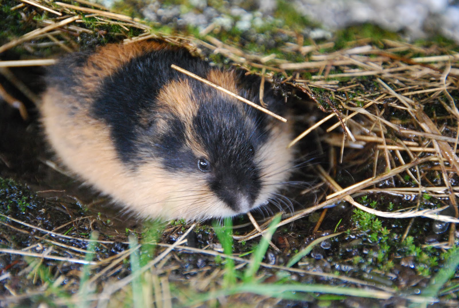 Norsk Zoologisk Forening Sørlandsavdelingen: LEMEN-ÅR i Setesdalsheiene!