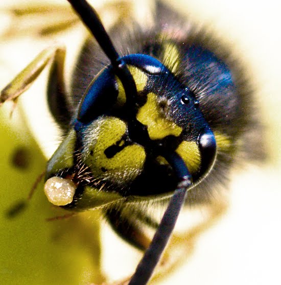 100 Ro: Te-a intepat o viespe. Ce e de facut?