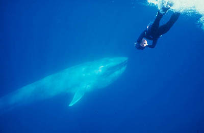 Ikan Paus Raksasa 150000 kg, Menjadi Makhluk Laut Terbesar Di Dunia ...