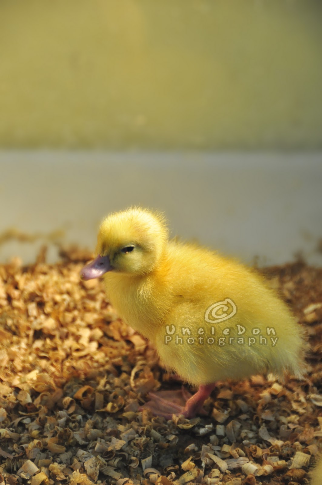 uncledon photography: anak itik