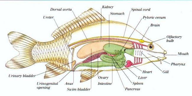 Angkatan Dua Enam: Anatomi Ikan Mas (Cyprinus carpio)