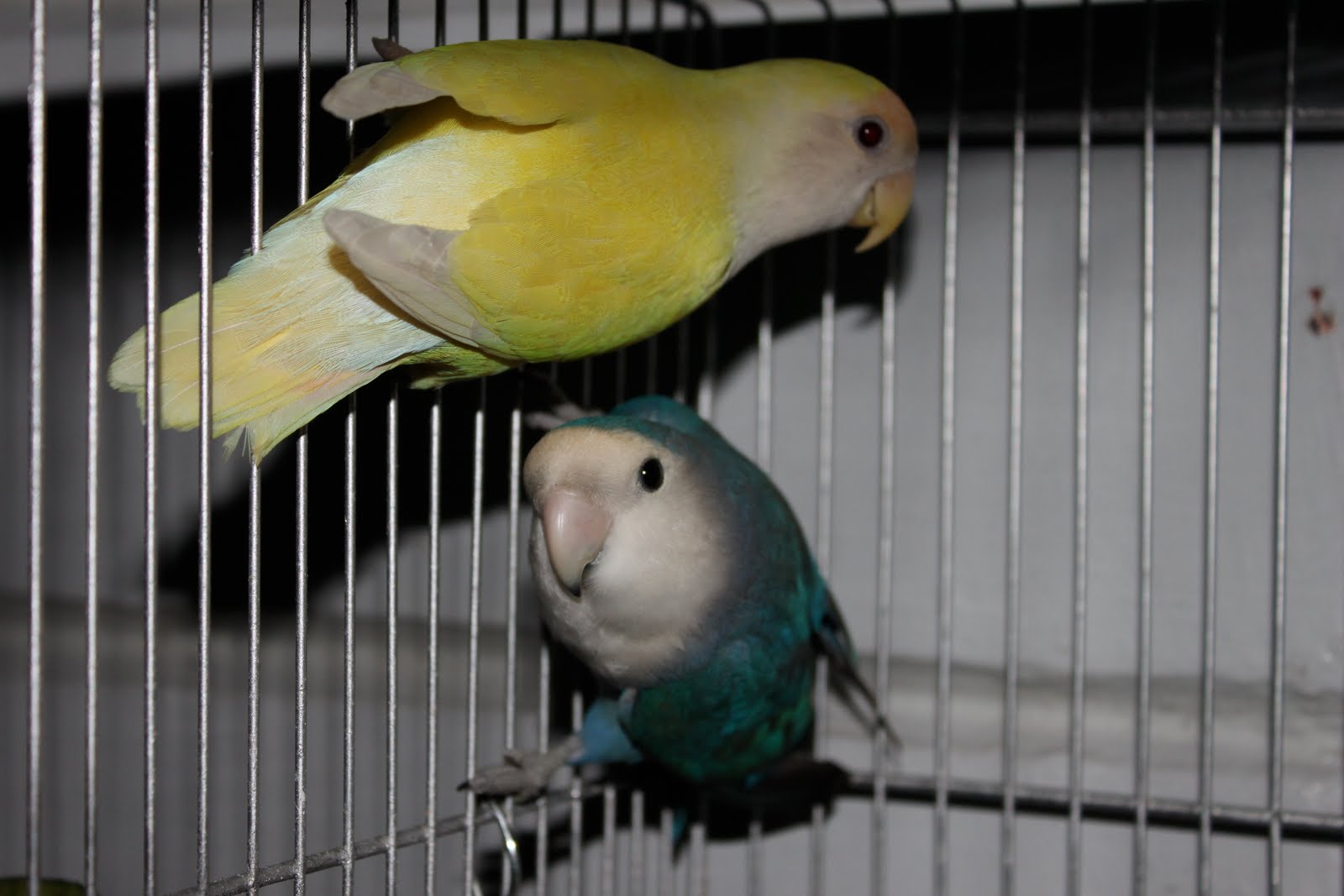 WattaBird! Breeding WhiteHood Opaline African LoveBirds (Pair 2)