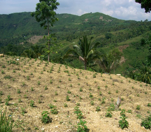 The Nature's Market: Philippine Chili Peppers (Tagalog-Siling Labuyo ...