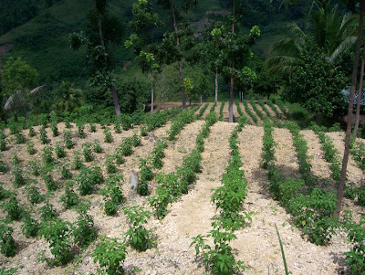 The Nature's Market: Philippine Chili Peppers (Tagalog-Siling Labuyo ...