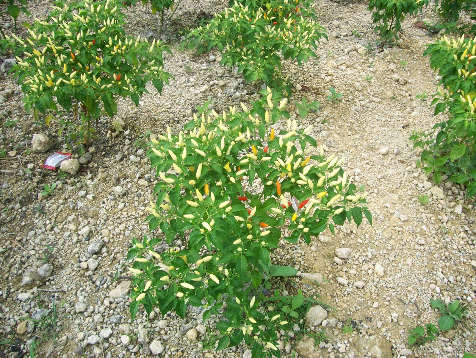 The Nature's Market: Philippine Chili Peppers (Tagalog-Siling Labuyo ...