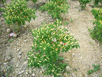 The Nature's Market: Philippine Chili Peppers (Tagalog-Siling Labuyo ...